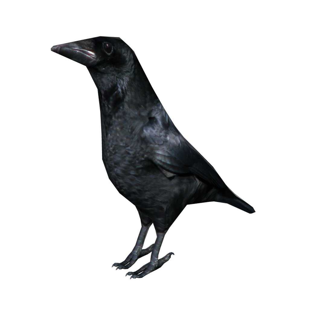 3d Model Of Crow