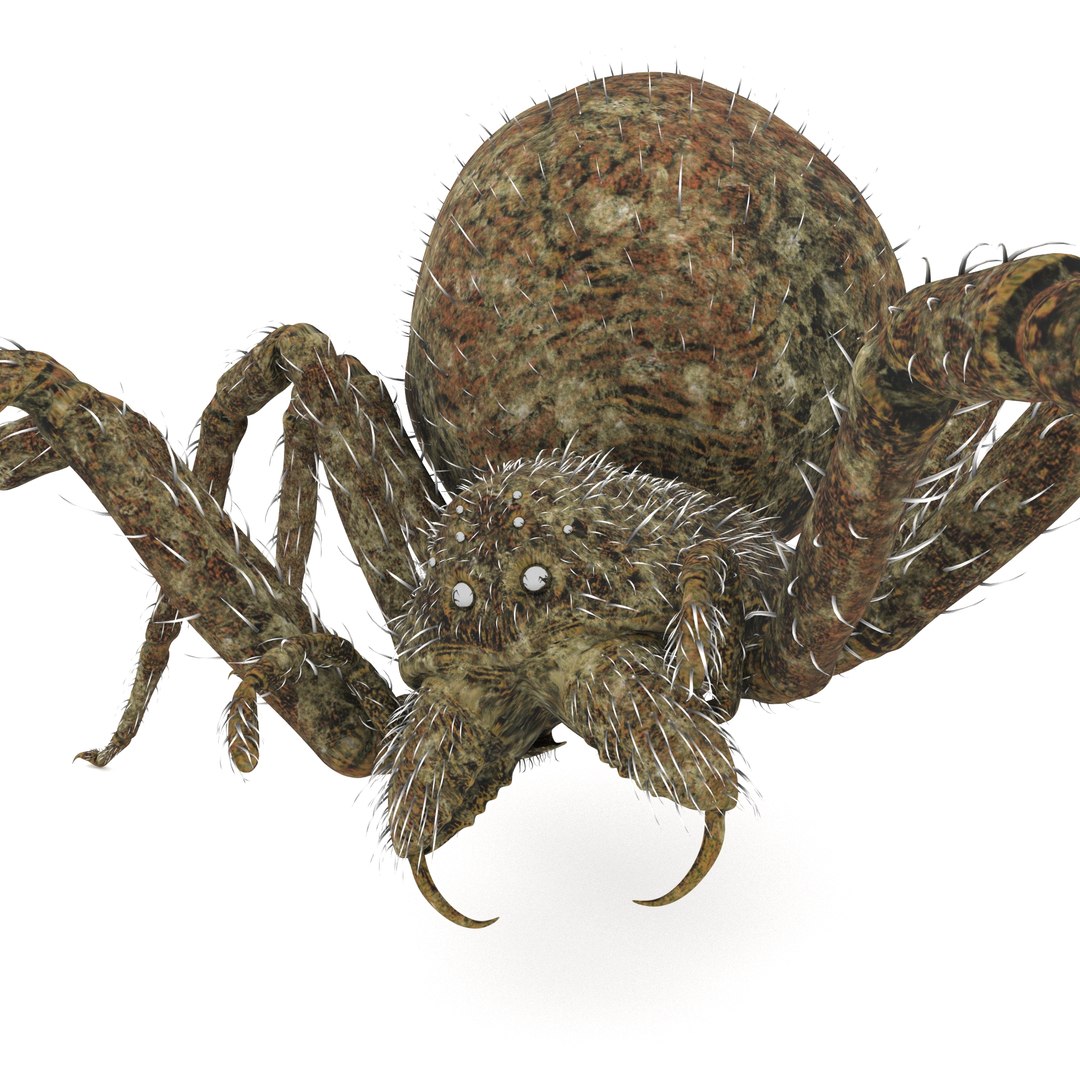 3D Spider - TurboSquid 1446743