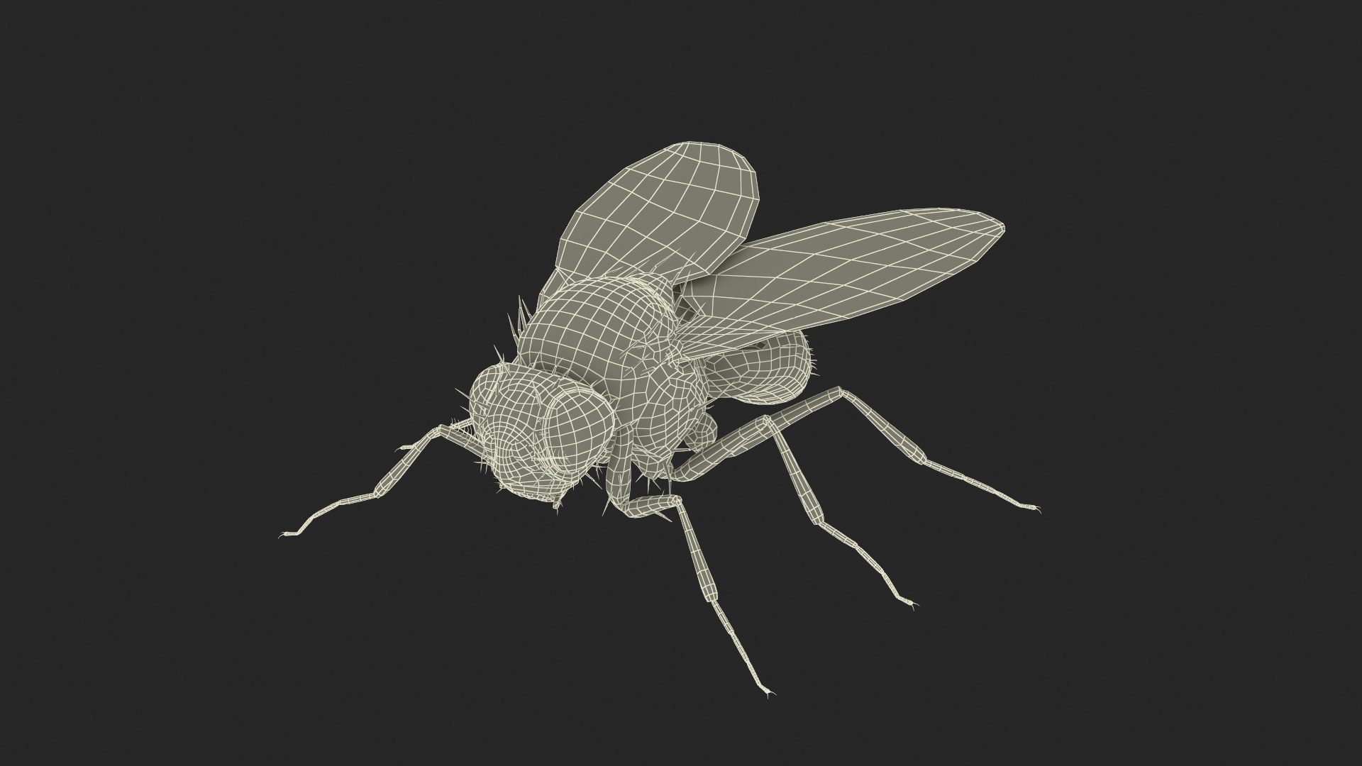 Fruit Fly Black Fur Rigged 3D Model - TurboSquid 2371400