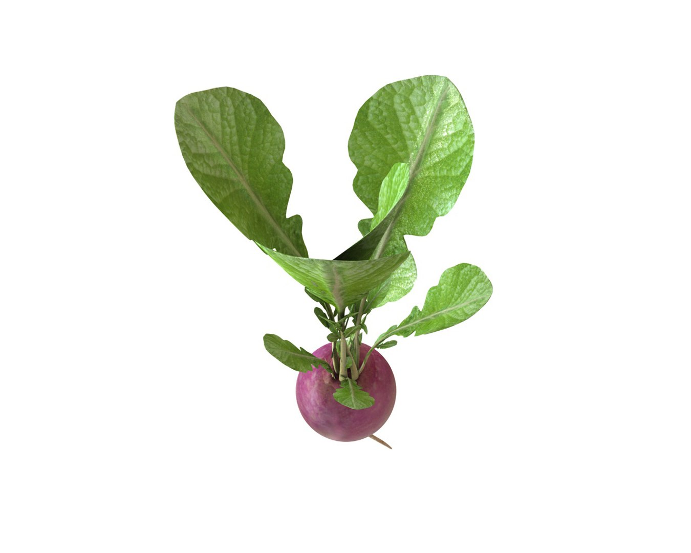 3D Radish - TurboSquid 1544599