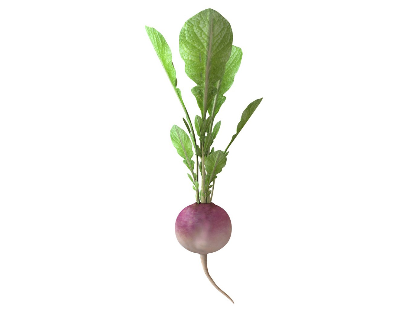 3D Radish - TurboSquid 1544599