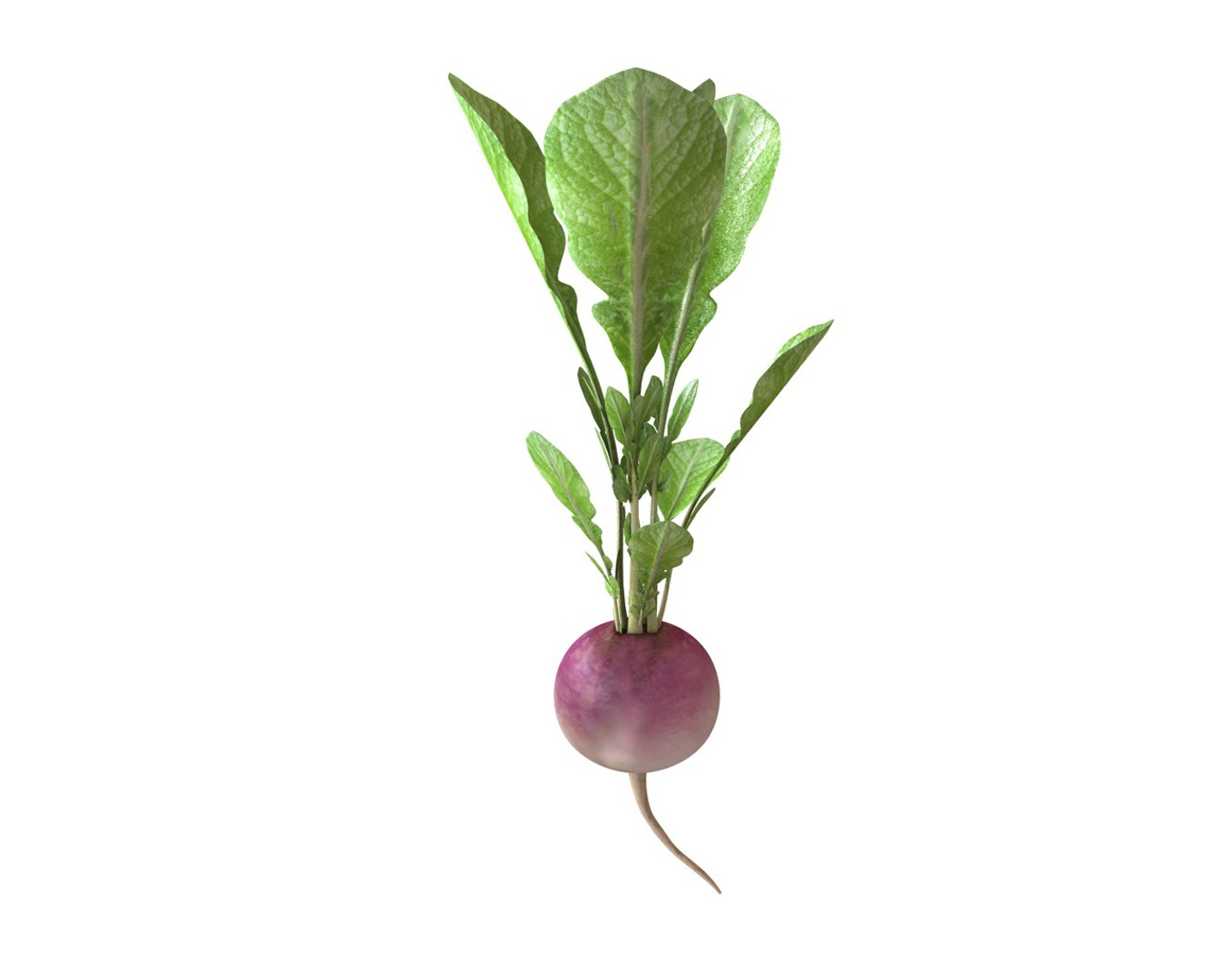 3D Radish - TurboSquid 1544599