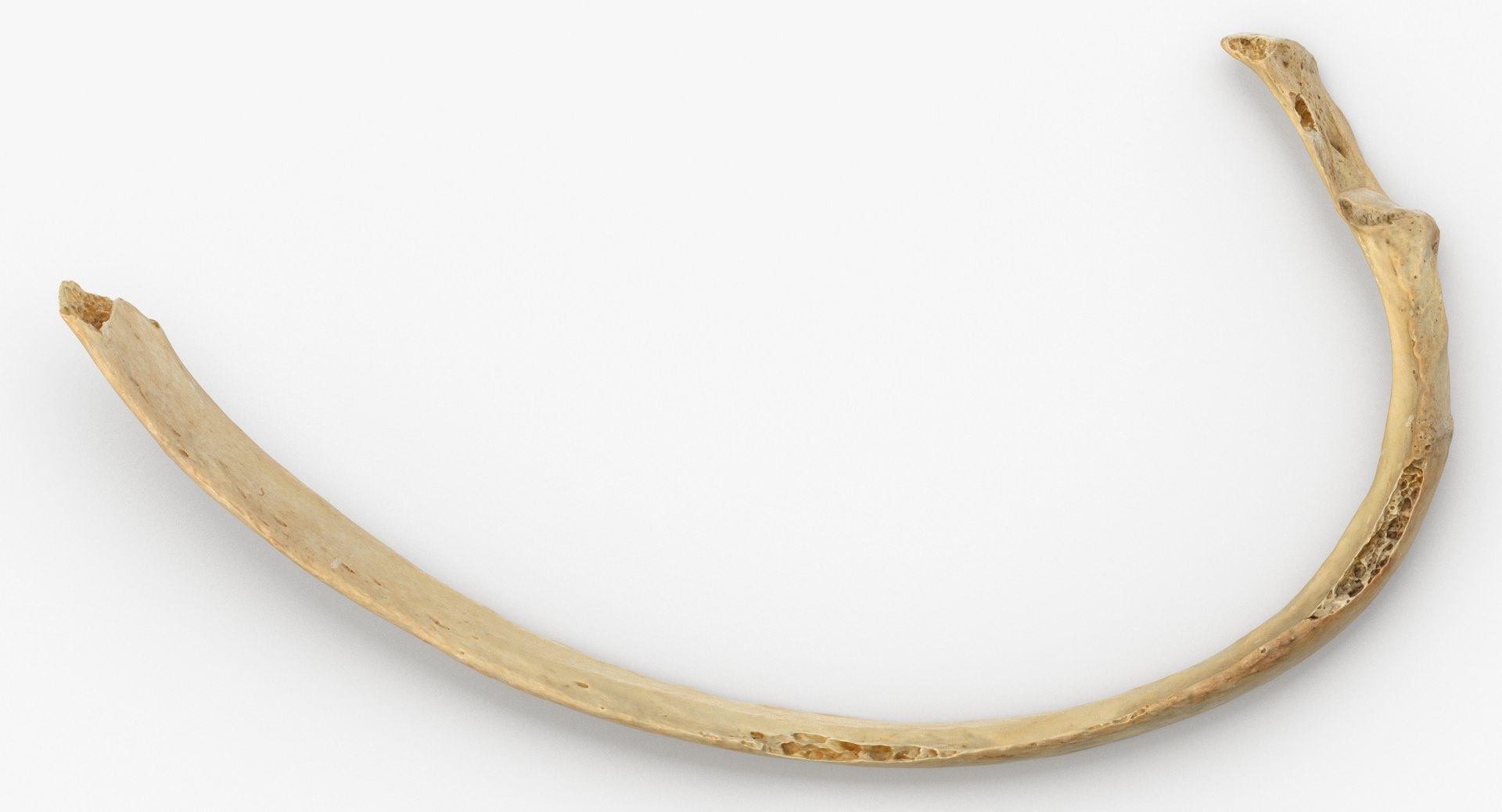 3D Costae Verae Rib 03 - TurboSquid 1548939