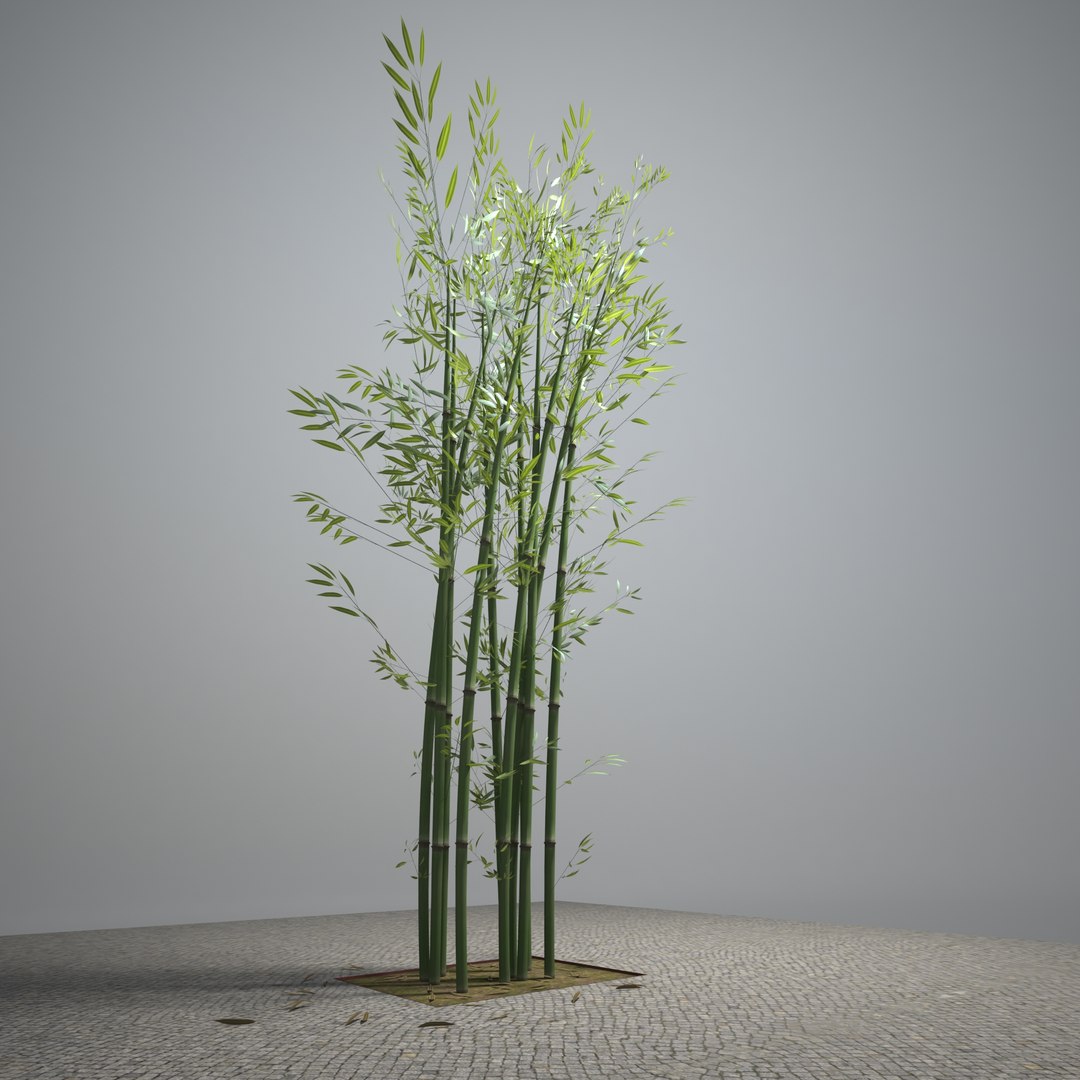 3d Exterior Bamboo Tree
