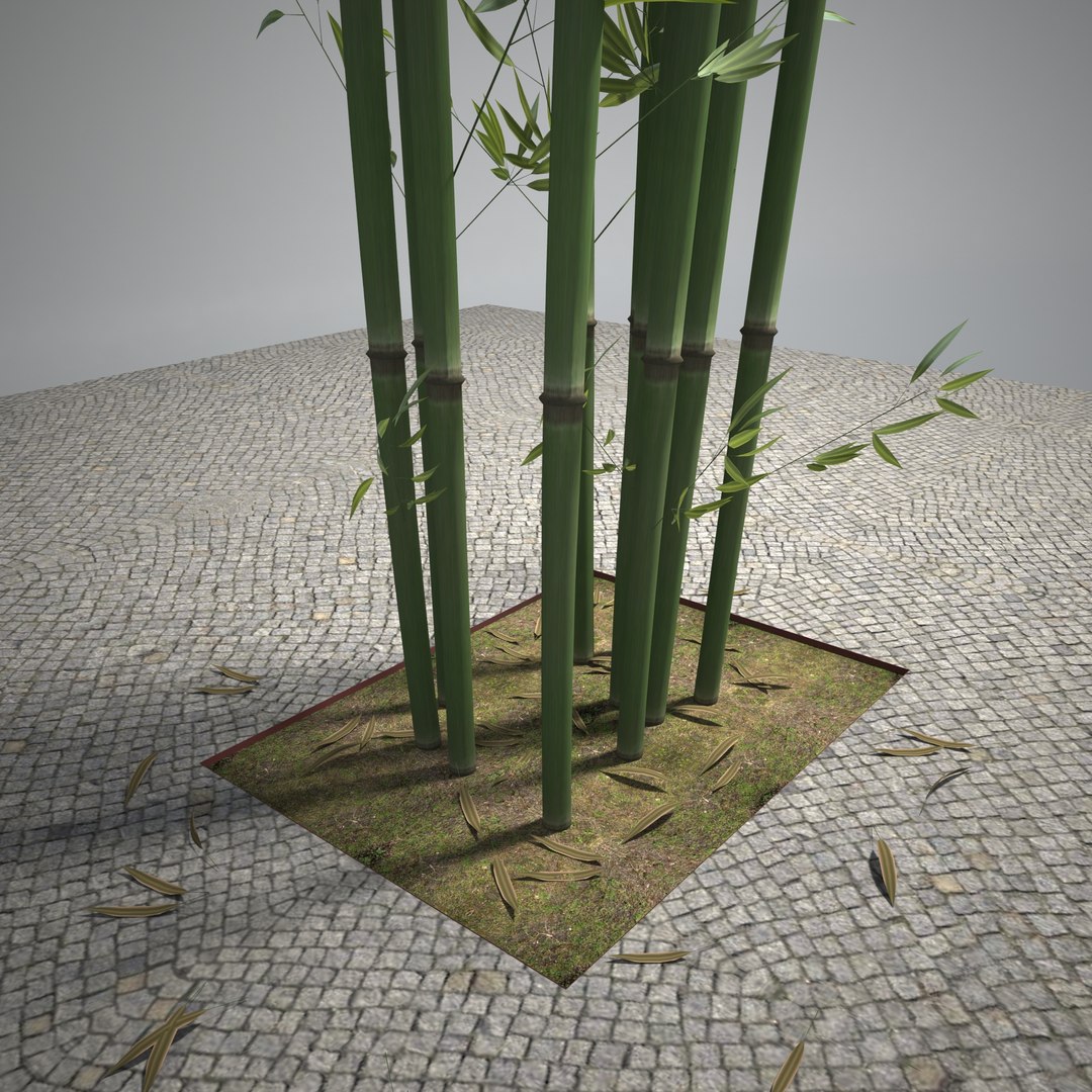3d Exterior Bamboo Tree