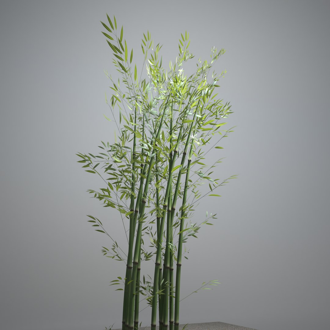 3d Exterior Bamboo Tree