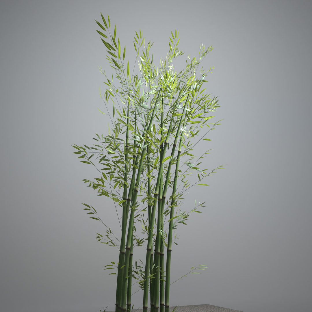 3d exterior bamboo tree