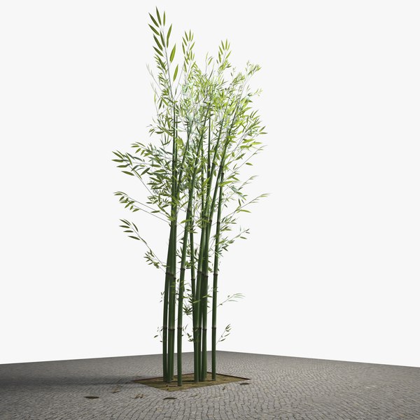 3d exterior bamboo tree
