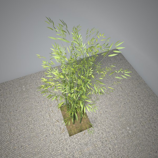 3d exterior bamboo tree