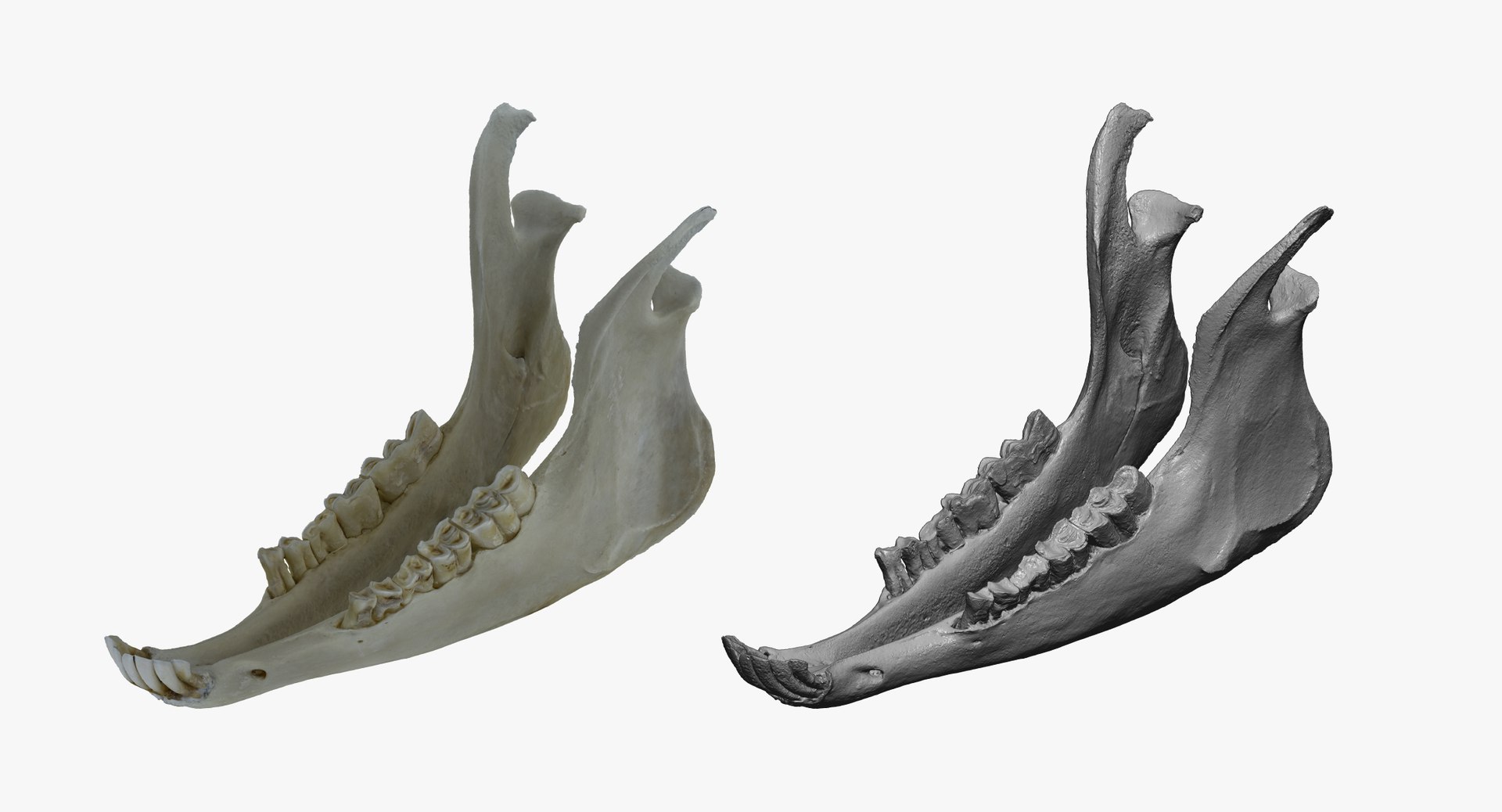 Sheep Ovis Aries Jaw 3D - TurboSquid 1542970