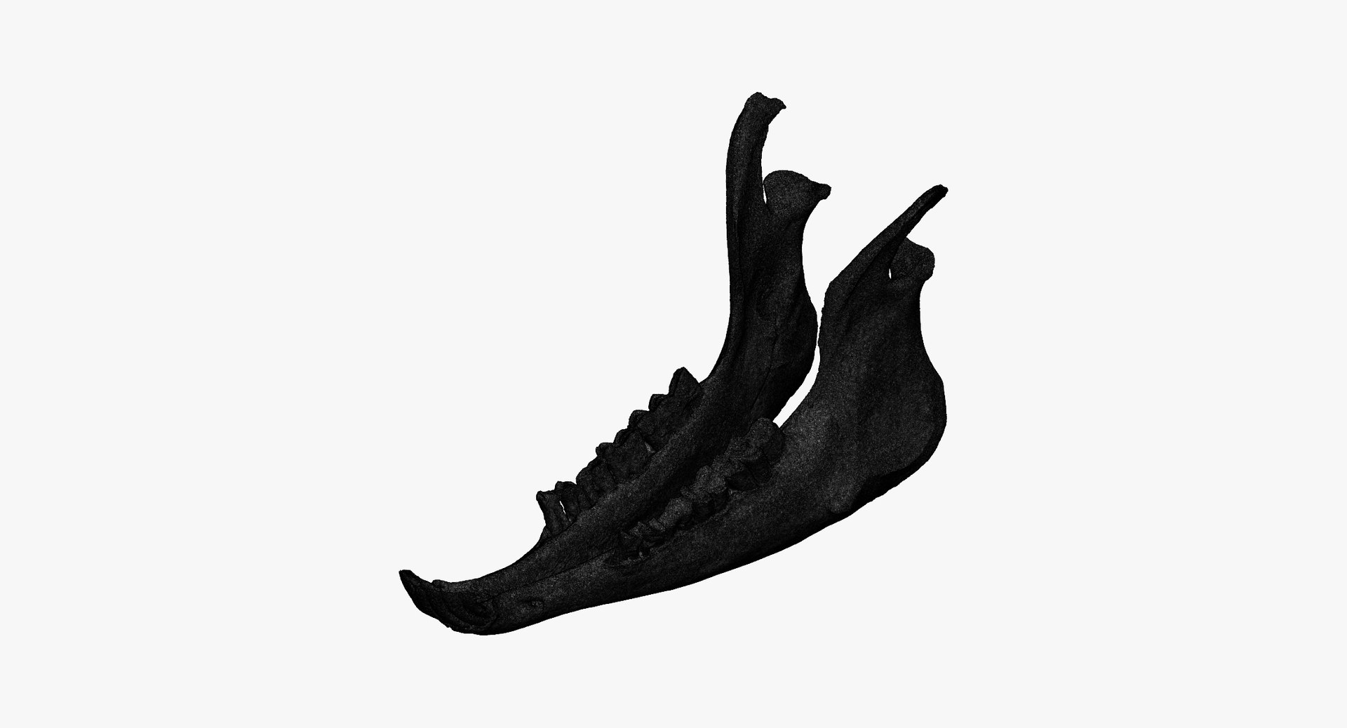 Sheep Ovis Aries Jaw 3D - TurboSquid 1542970
