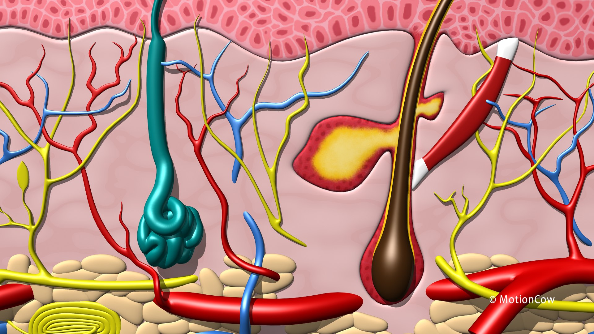 Cross Sectional Human Skin 3d Model