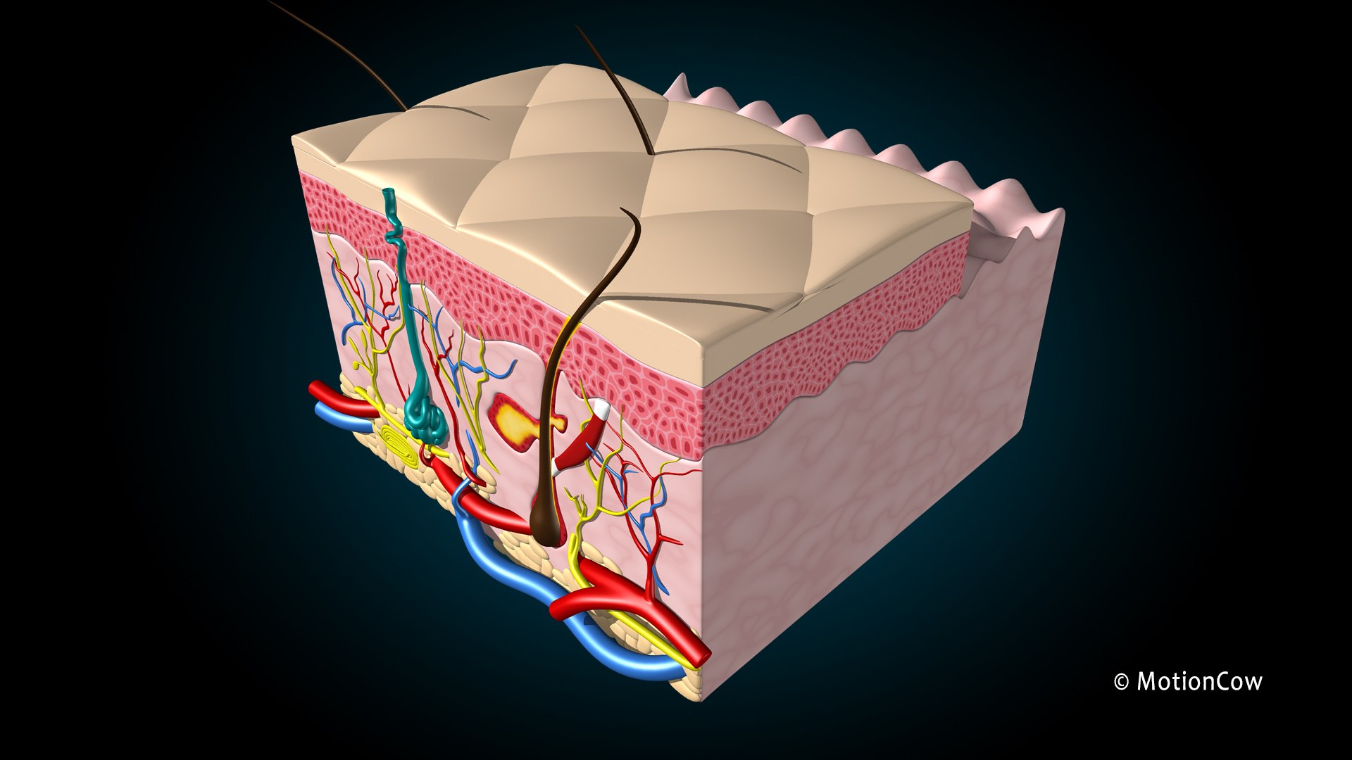 Cross Sectional Human Skin 3d Model