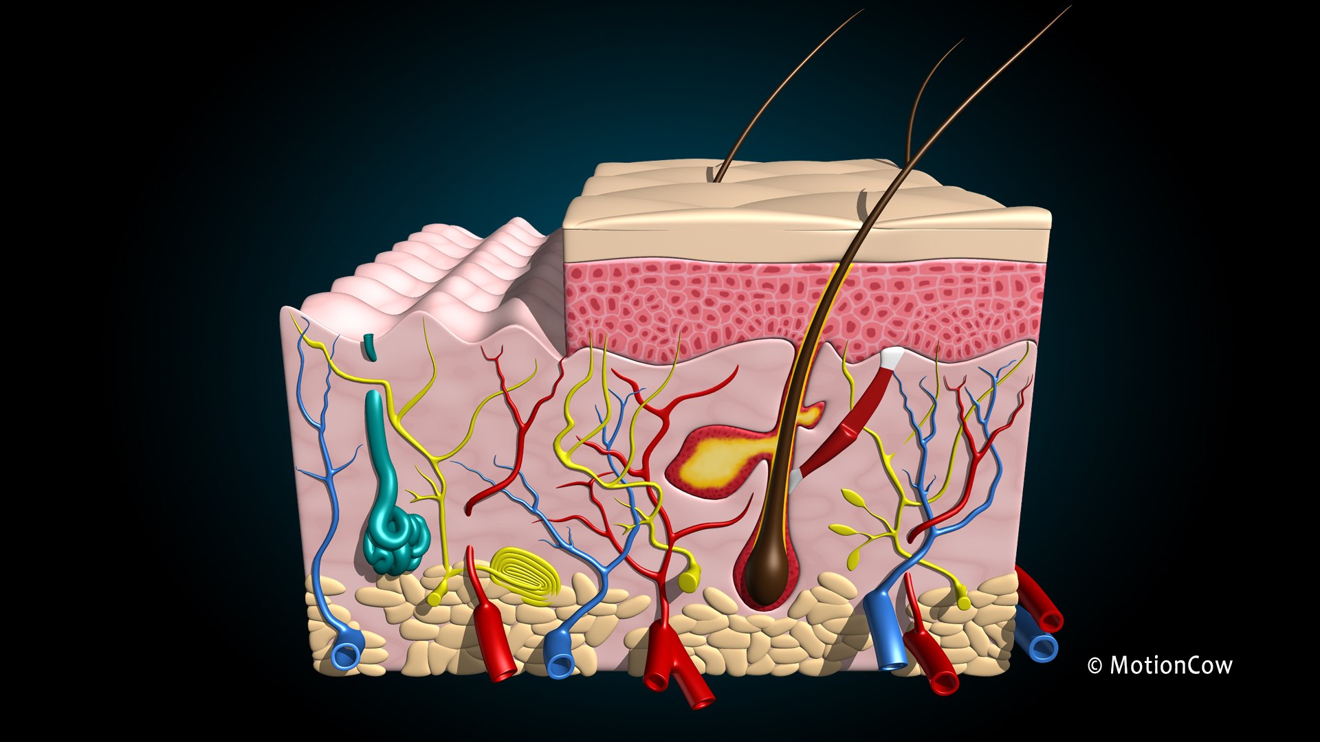 Cross Sectional Human Skin 3d Model