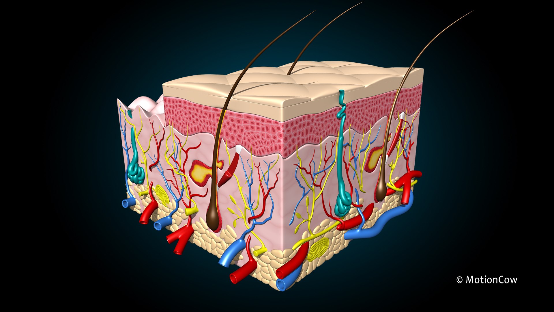 Cross Sectional Human Skin 3d Model
