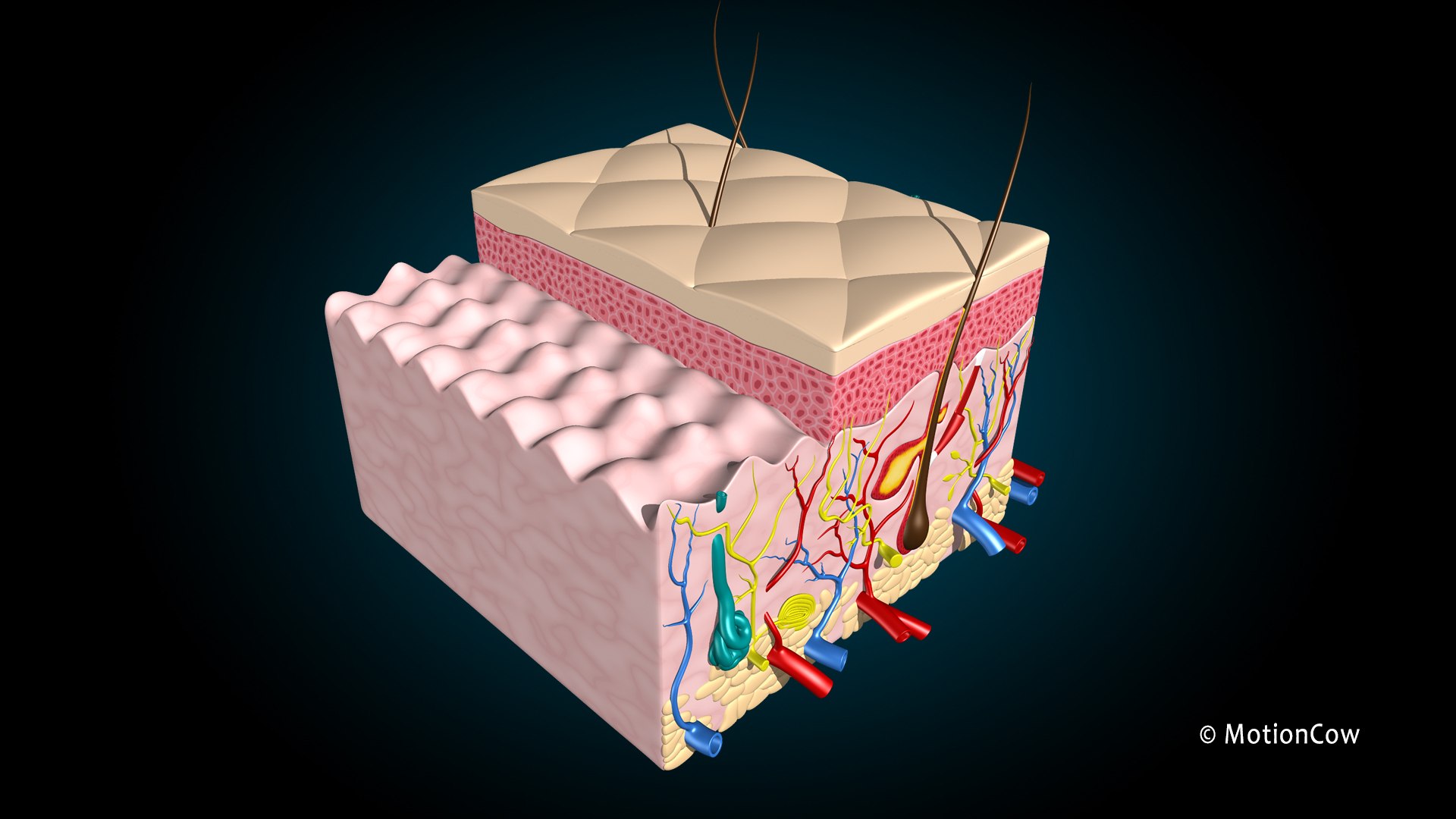 Cross Sectional Human Skin 3d Model