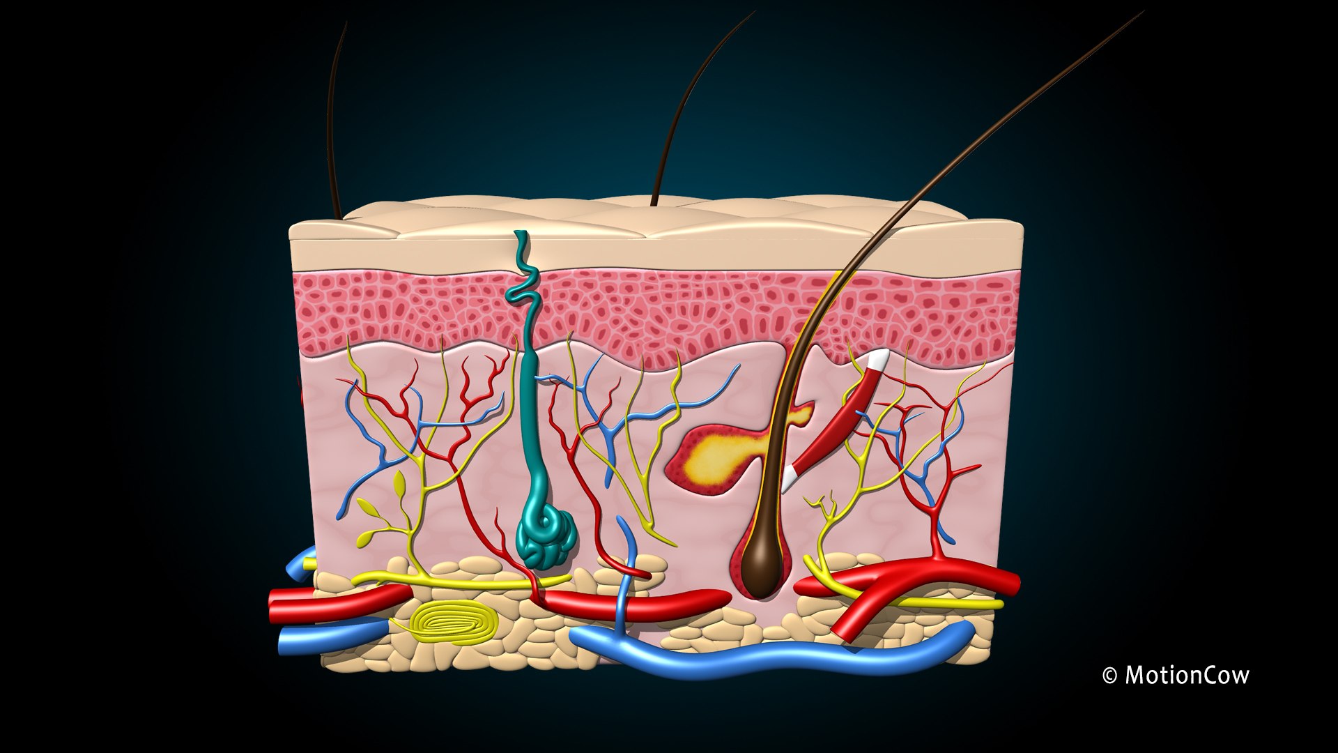 Cross Sectional Human Skin 3d Model