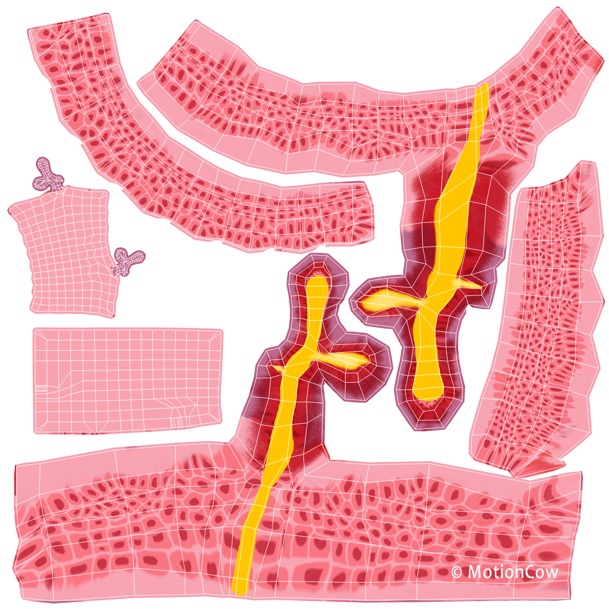 cross sectional human skin 3d model