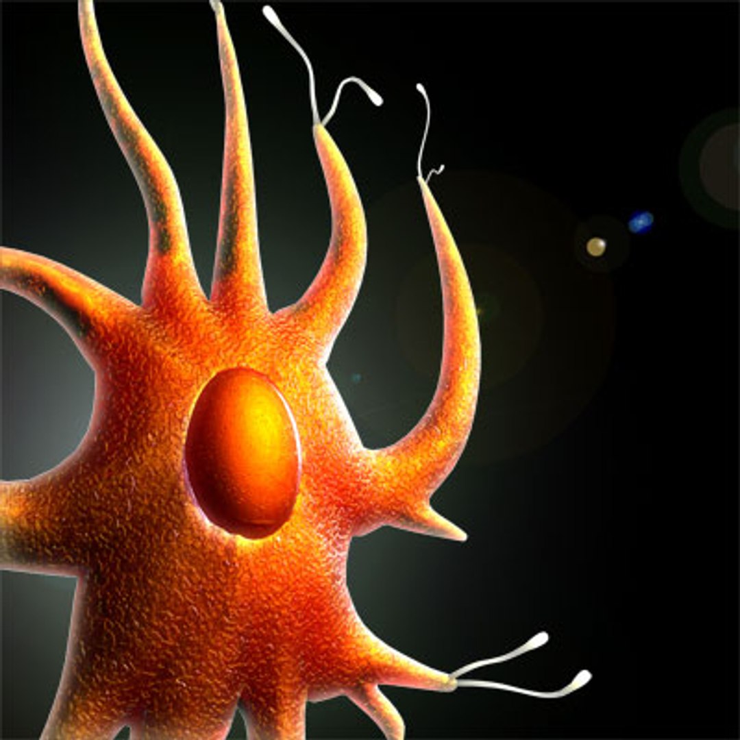 Organism Cell 3d Model