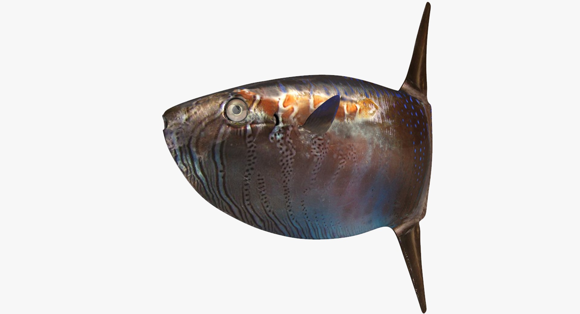 3D Slender Sunfish - TurboSquid 1198951
