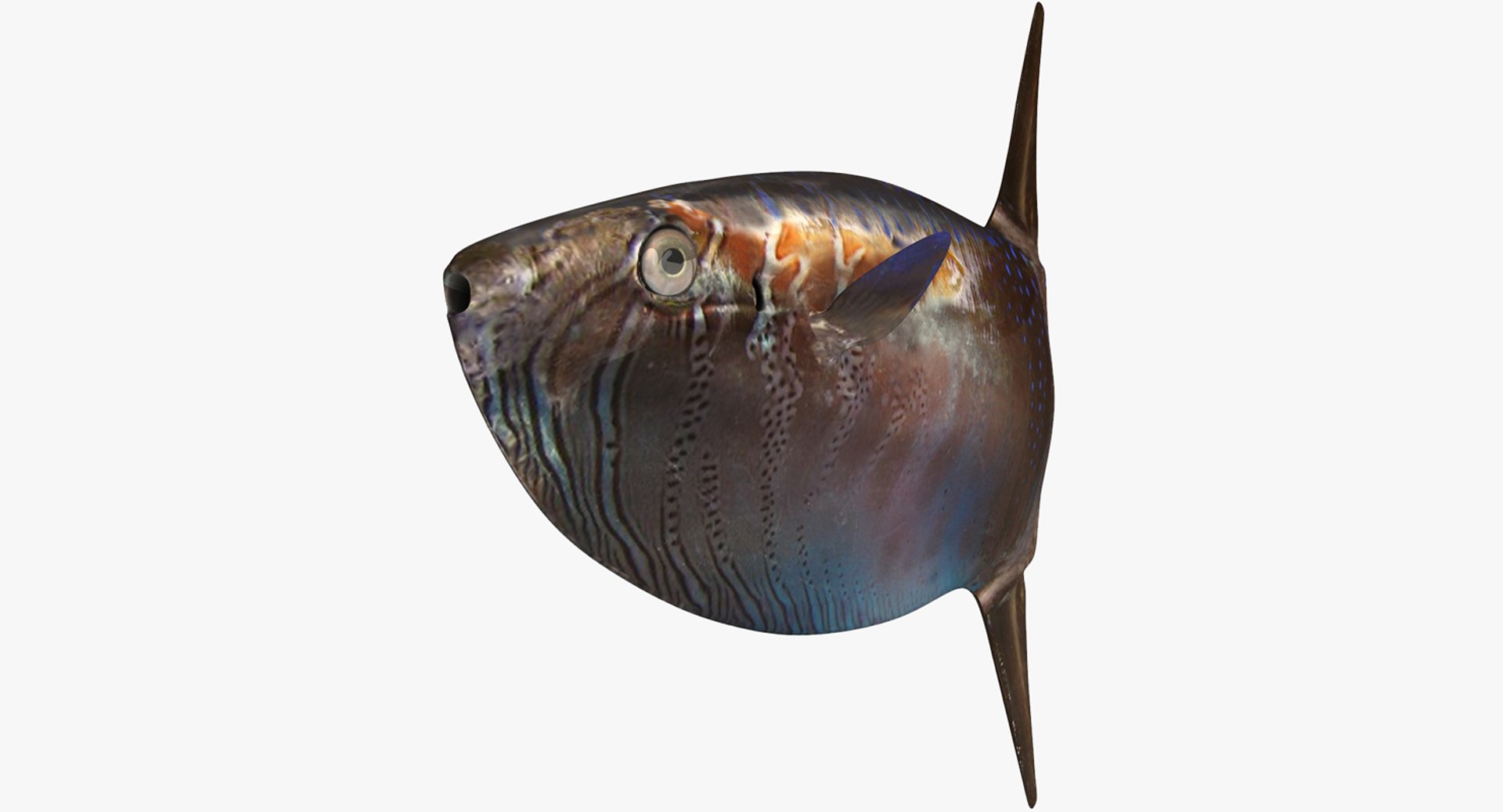 3D Slender Sunfish - TurboSquid 1198951