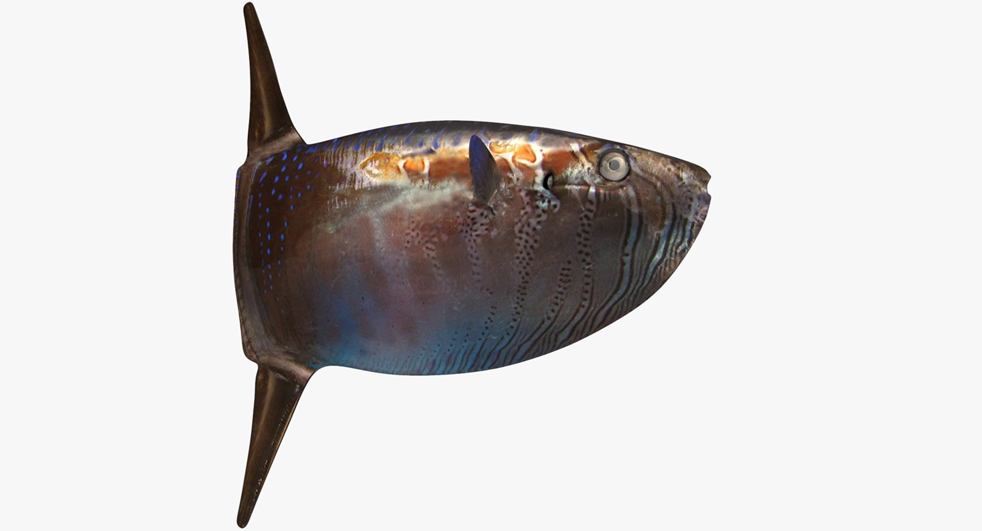 3D Slender Sunfish - TurboSquid 1198951