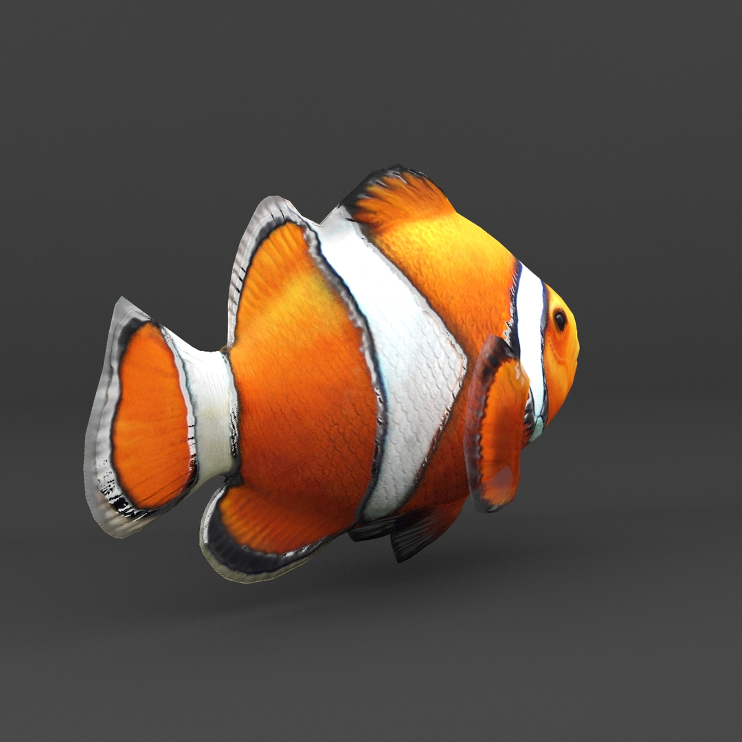 3d coral reef fishes model