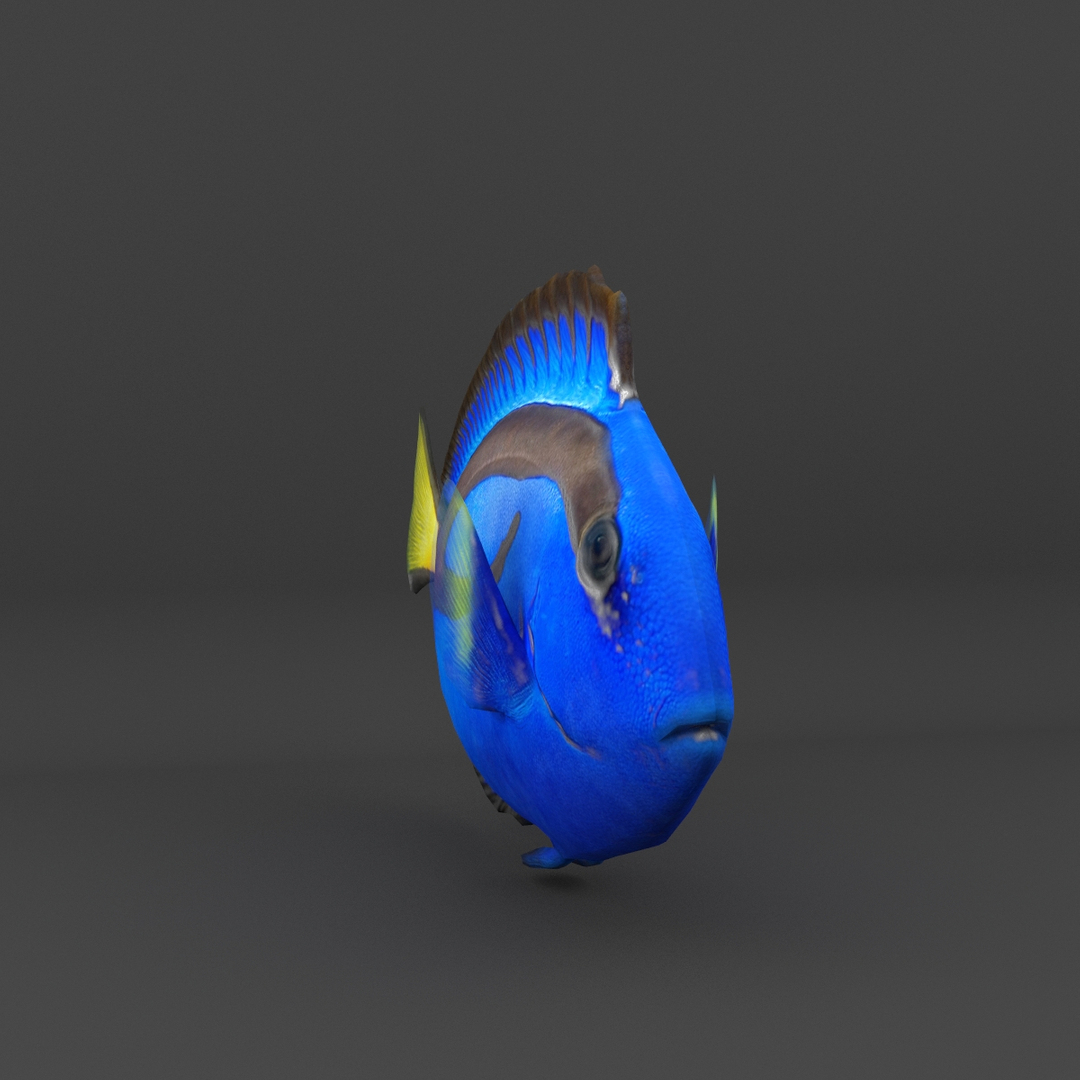 3d coral reef fishes model