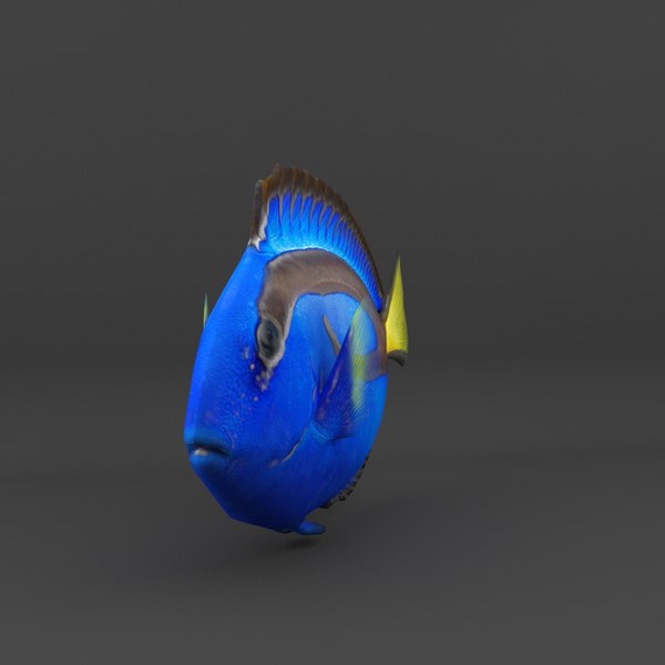 3d coral reef fishes model
