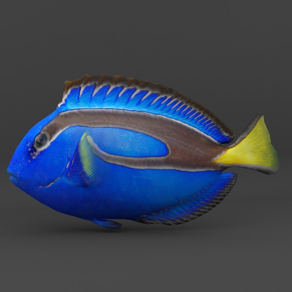 3d coral reef fishes model