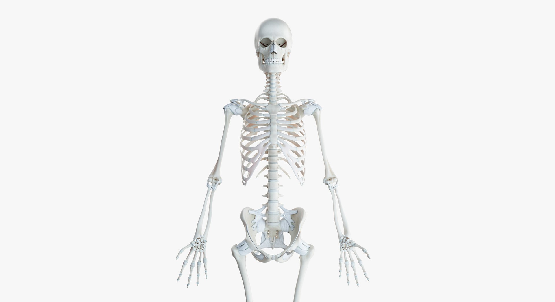3D skin female skeleton muscles model - TurboSquid 1511223
