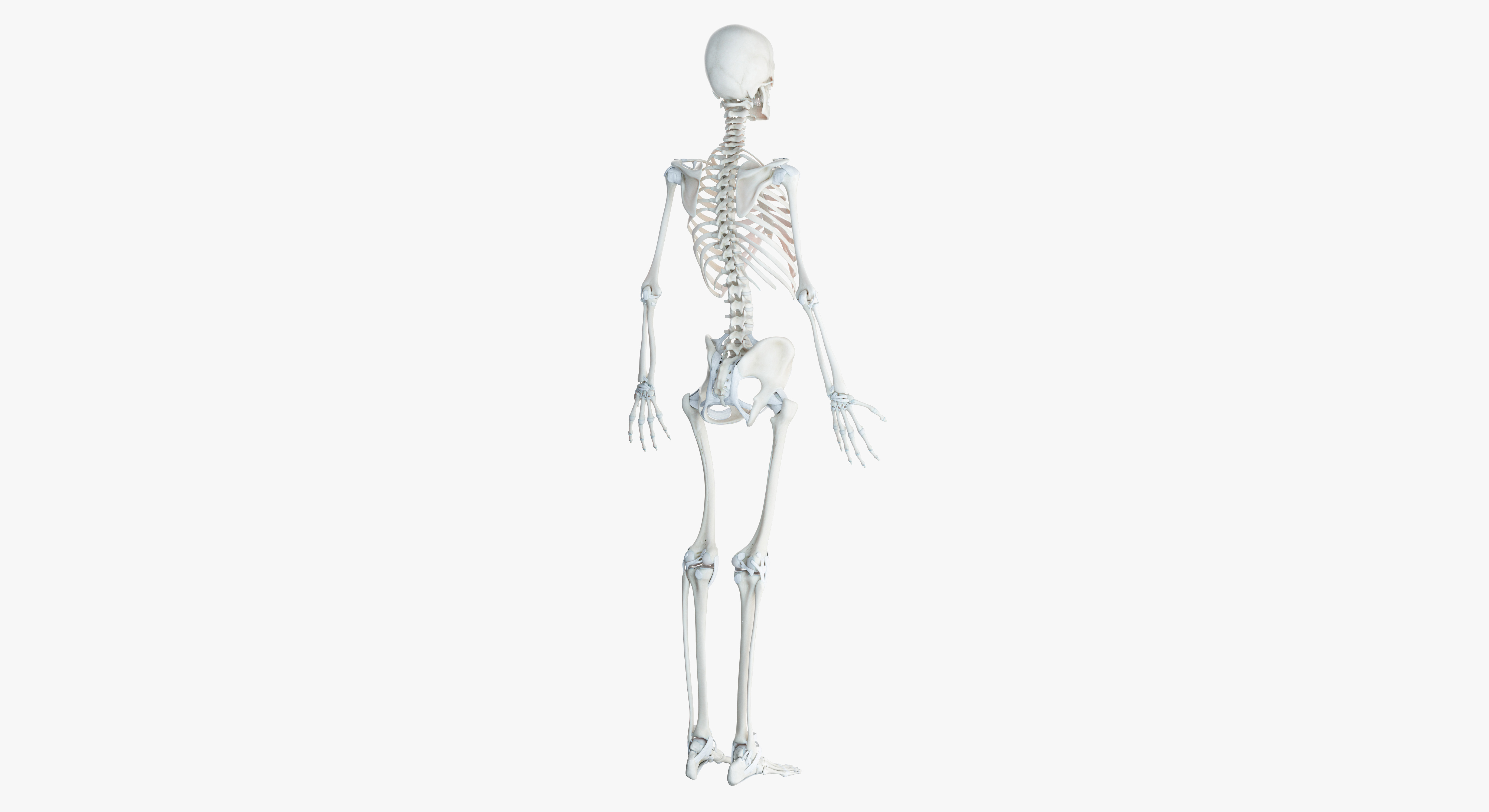 3D skin female skeleton muscles model - TurboSquid 1511223