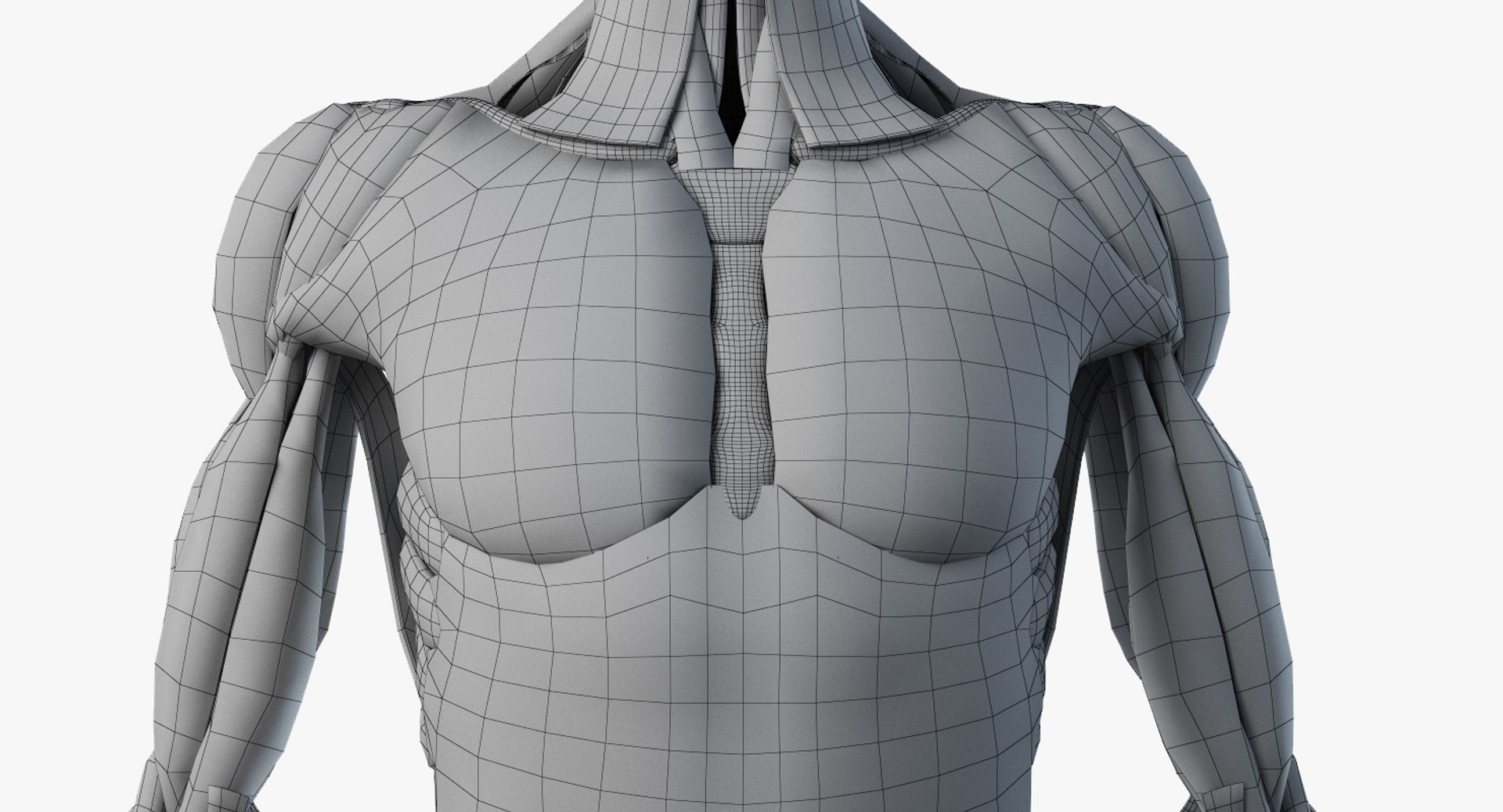 3D skin female skeleton muscles model - TurboSquid 1511223