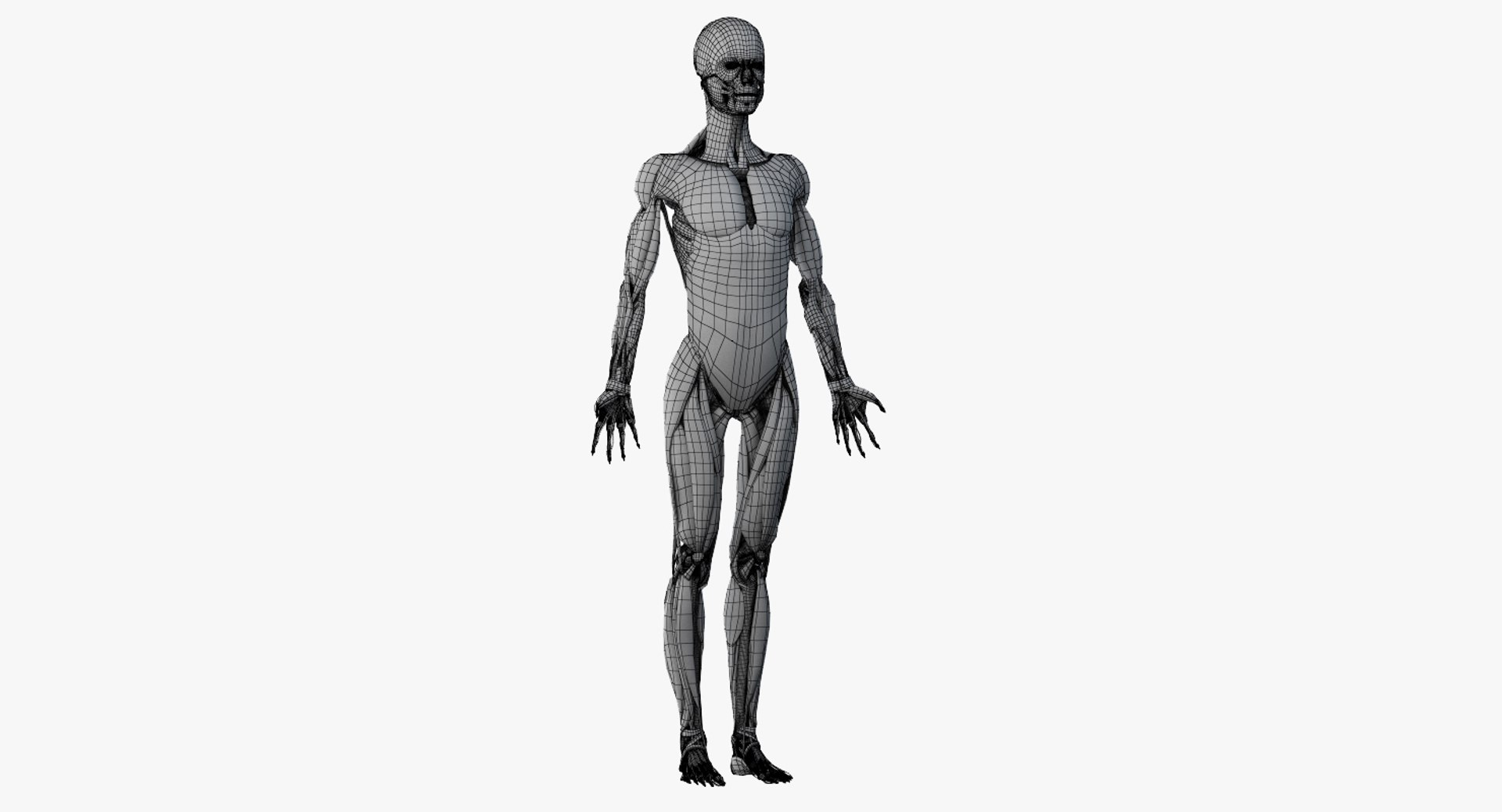 3D skin female skeleton muscles model - TurboSquid 1511223