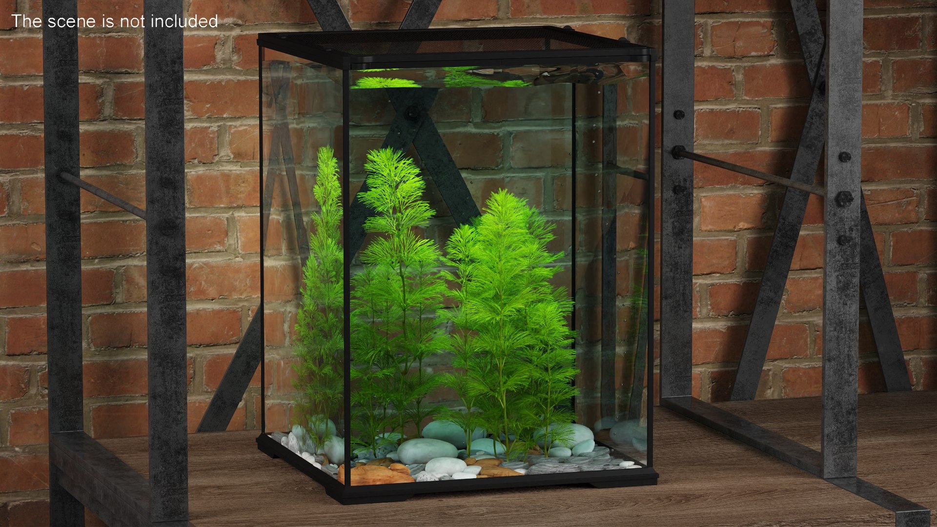 Cabomba Aquarium Plant 3D - TurboSquid 2154195