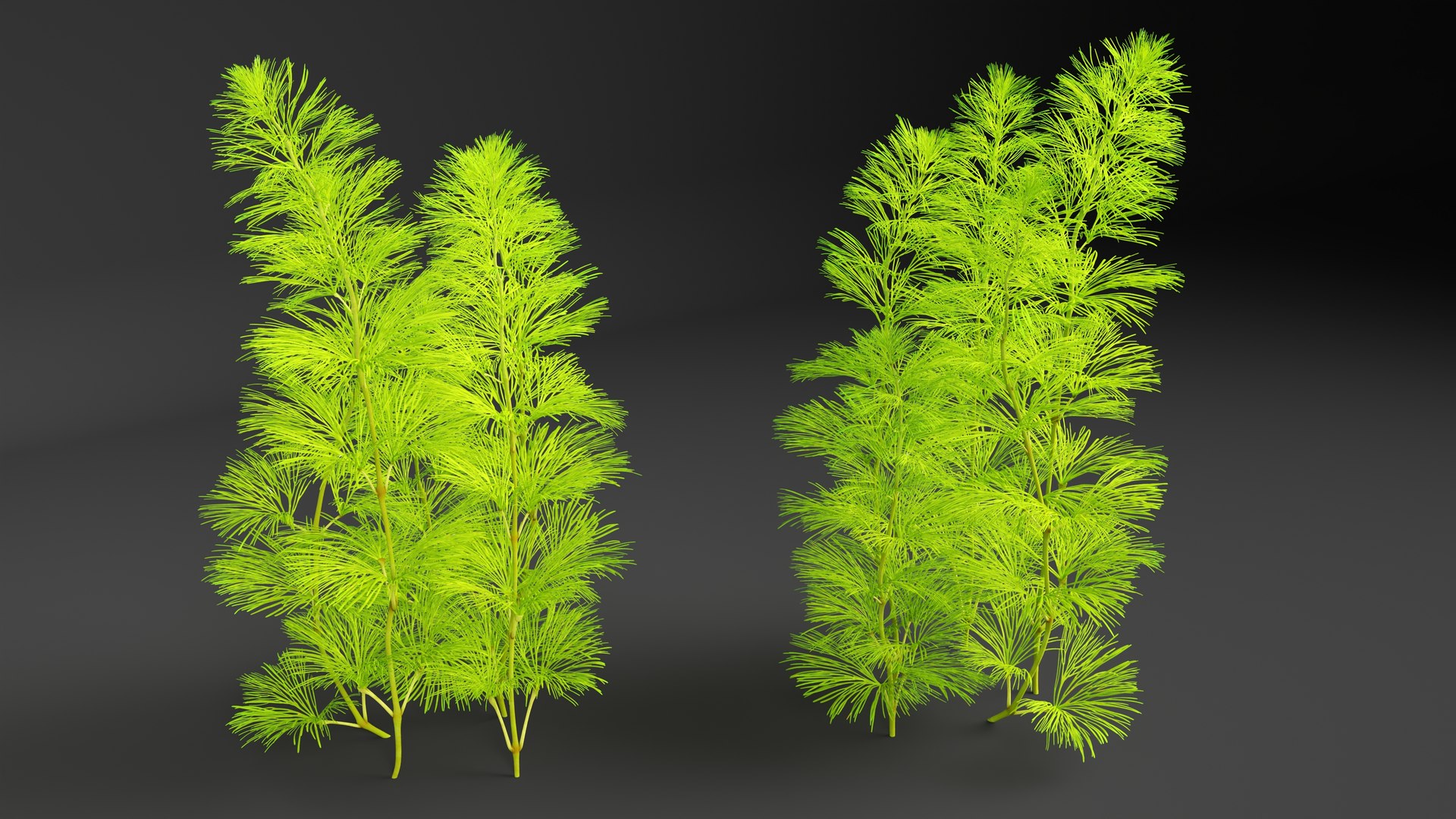 Cabomba Aquarium Plant 3D - TurboSquid 2154195