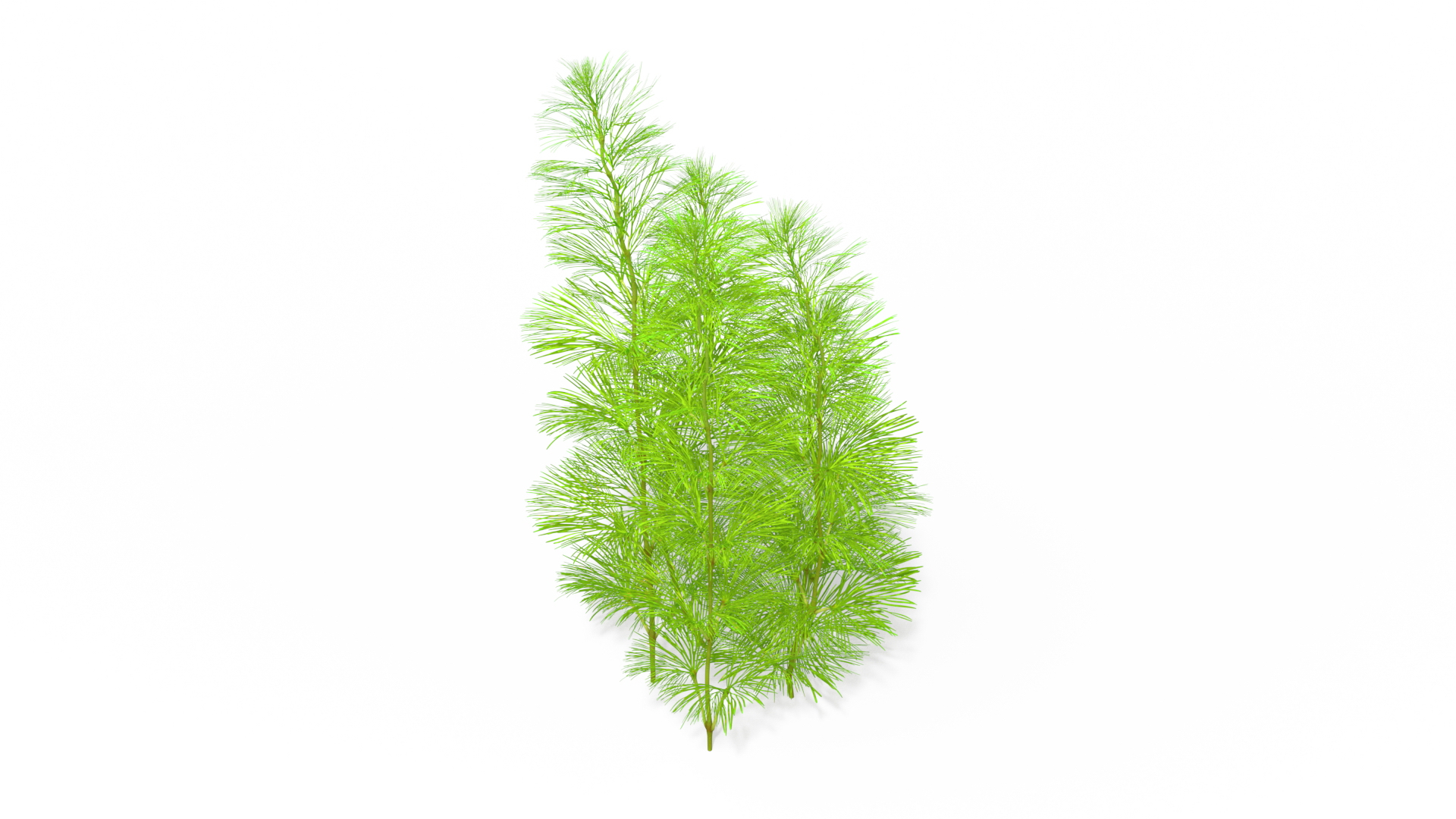 Cabomba Aquarium Plant 3D - TurboSquid 2154195