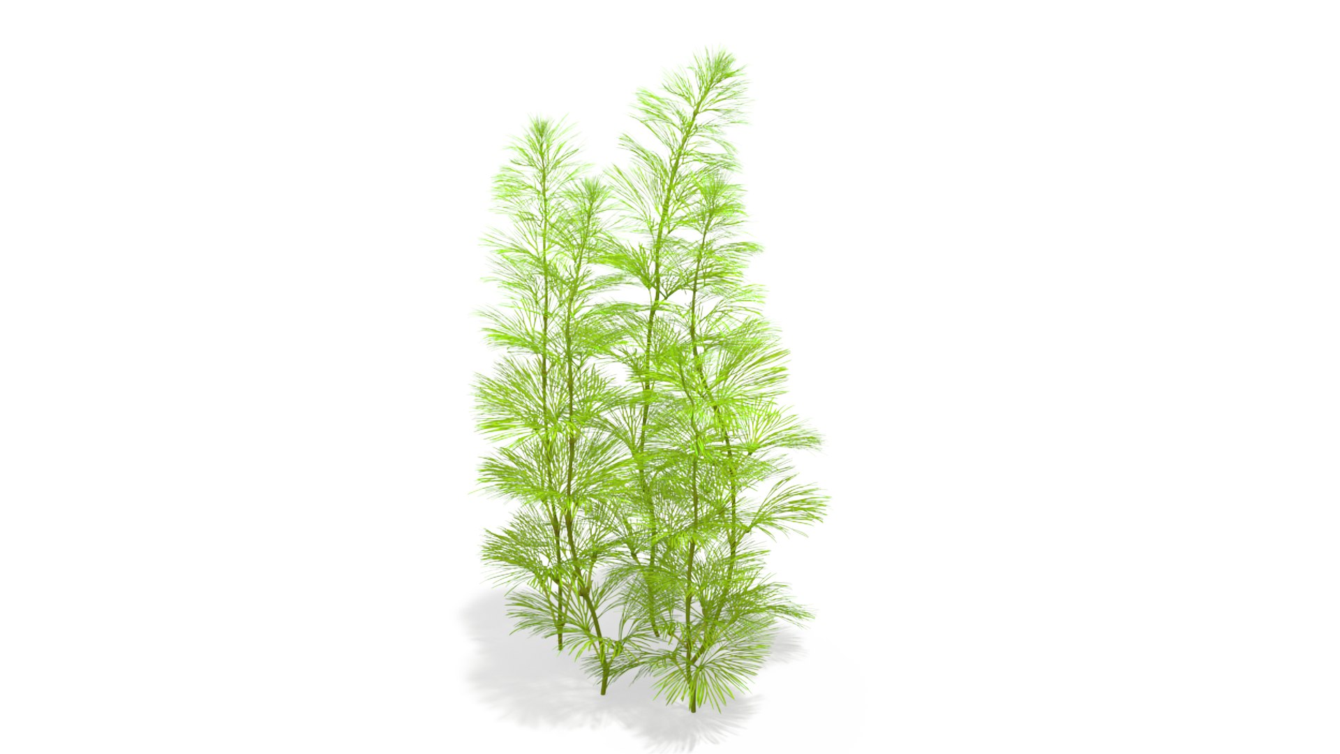 Cabomba Aquarium Plant 3D - TurboSquid 2154195
