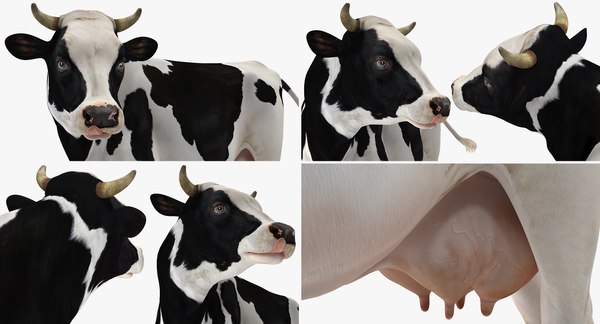 3D model holstein cow - TurboSquid 1247281