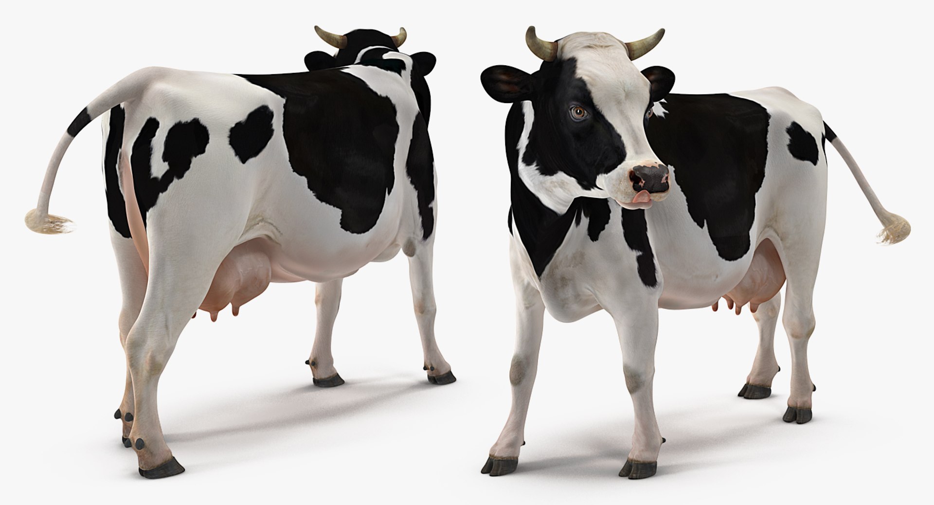 3D model holstein cow - TurboSquid 1247281