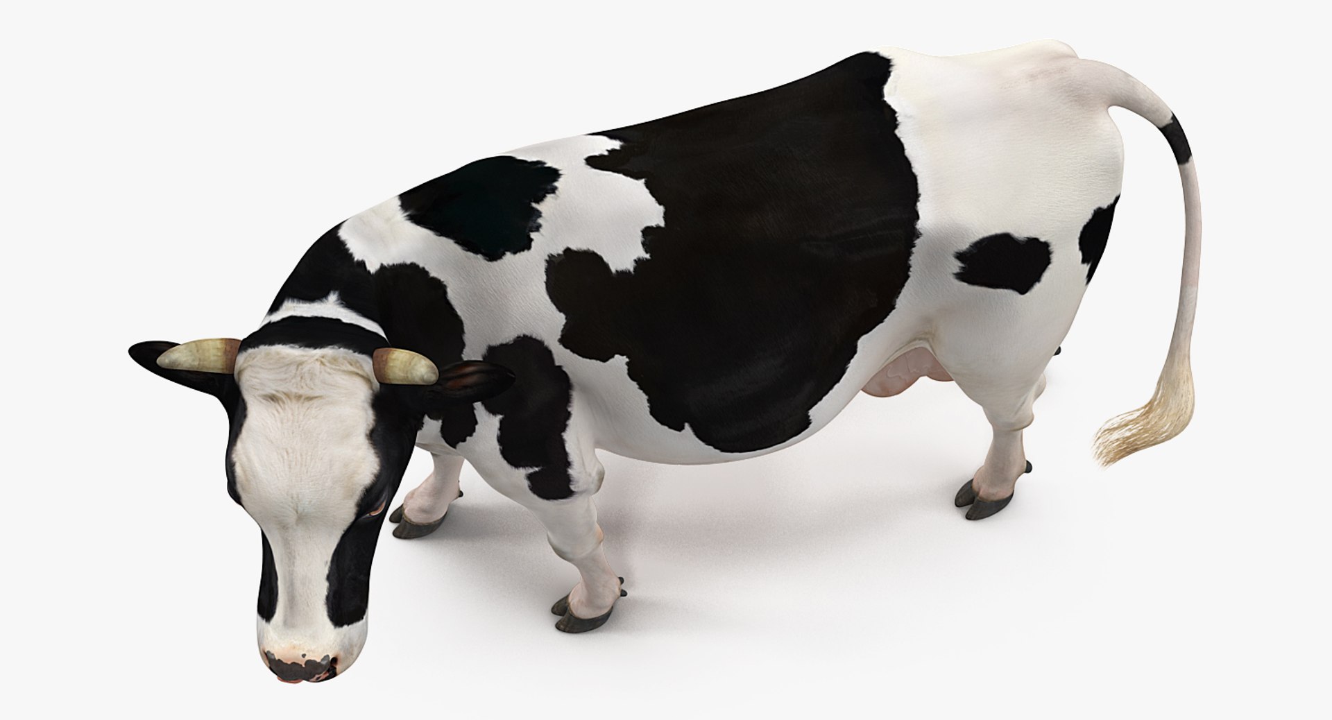 3D model holstein cow - TurboSquid 1247281