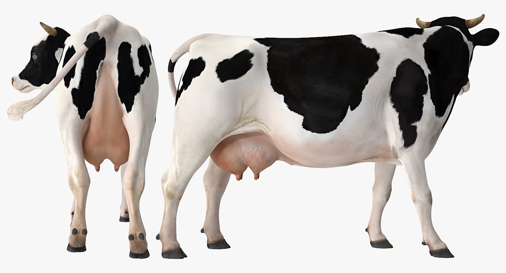 3D model holstein cow - TurboSquid 1247281