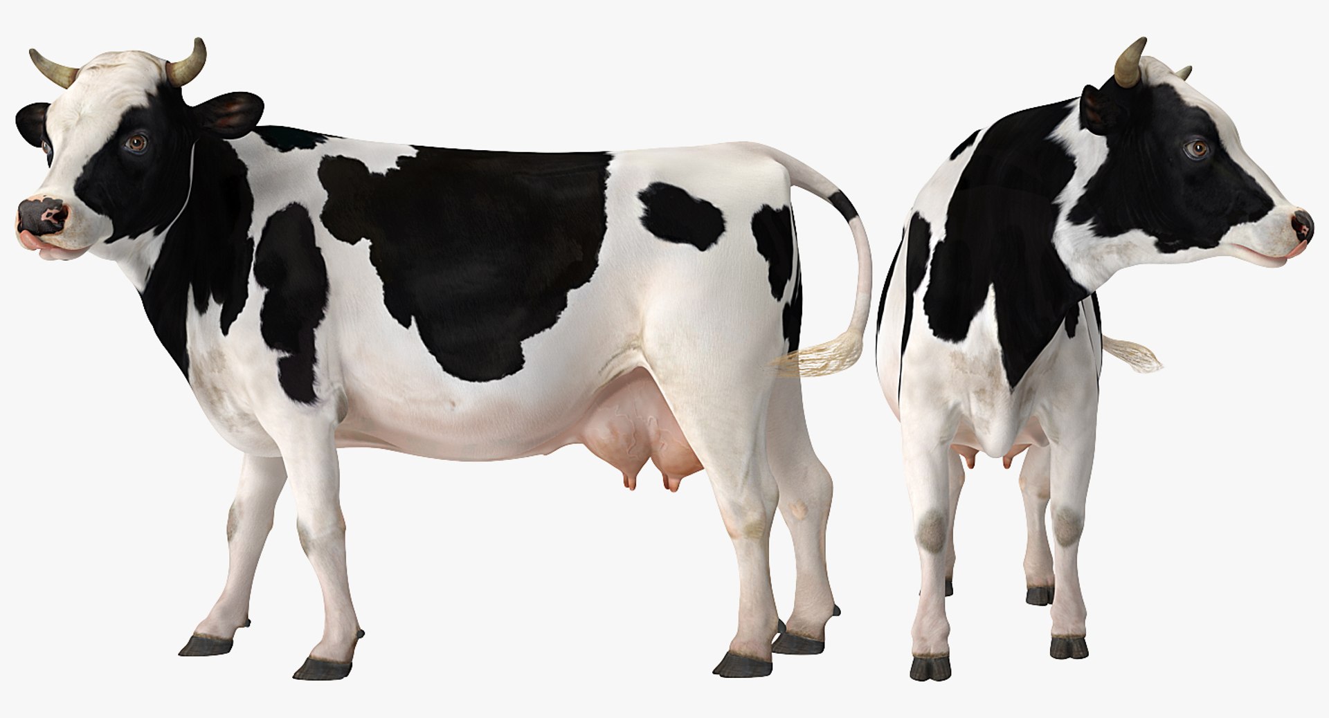 3D model holstein cow - TurboSquid 1247281