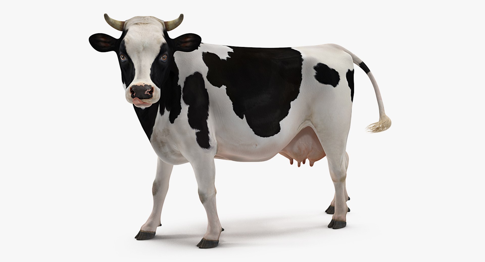 3D model holstein cow - TurboSquid 1247281