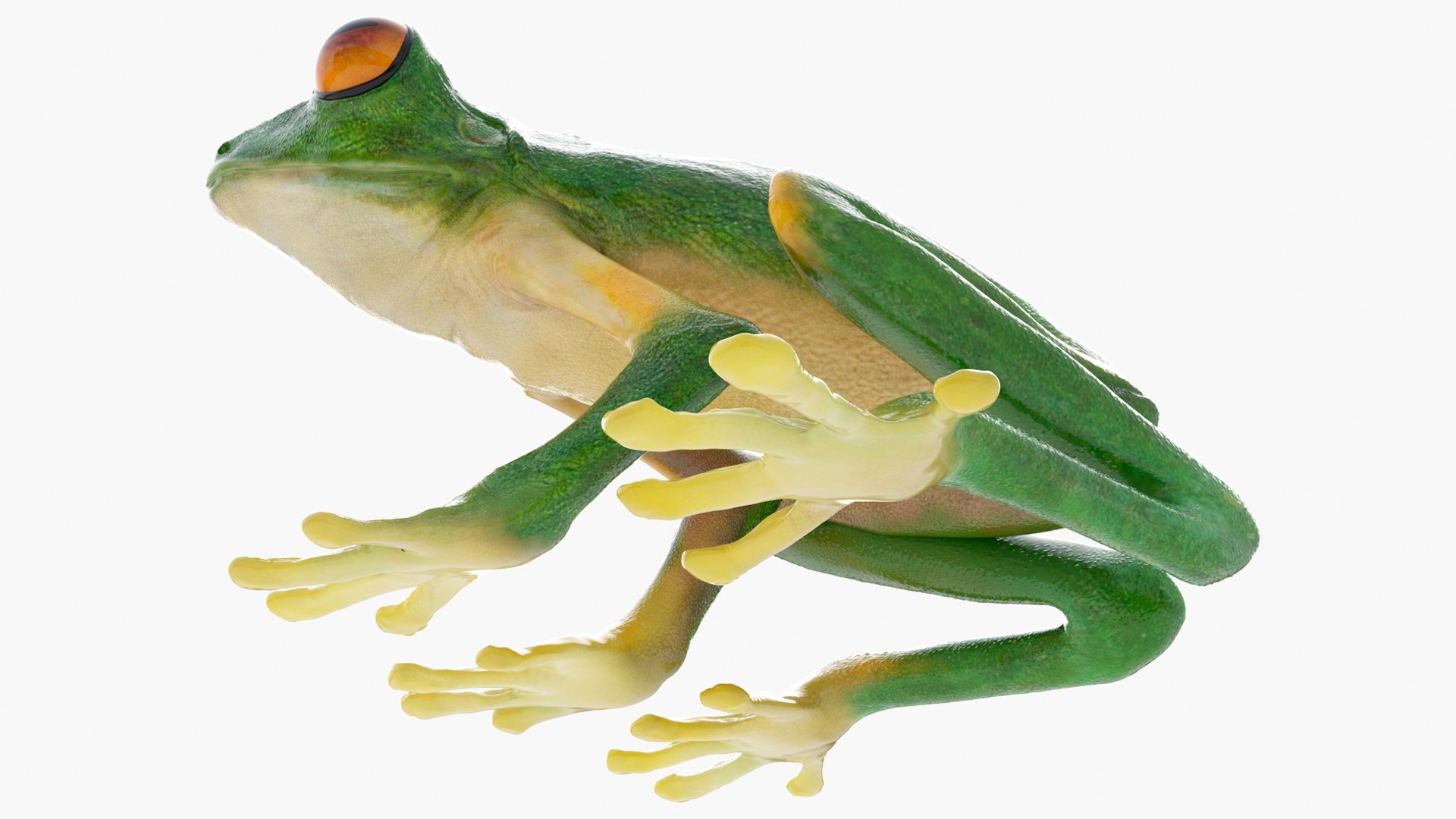 3D Idle Tree Frog Animated Rigged For Blender Model - TurboSquid 2500366