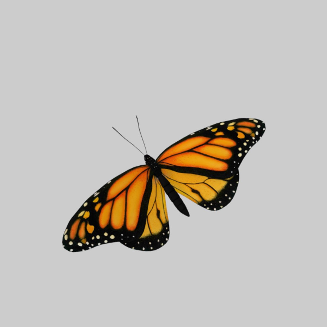 Butterfly 3d Model