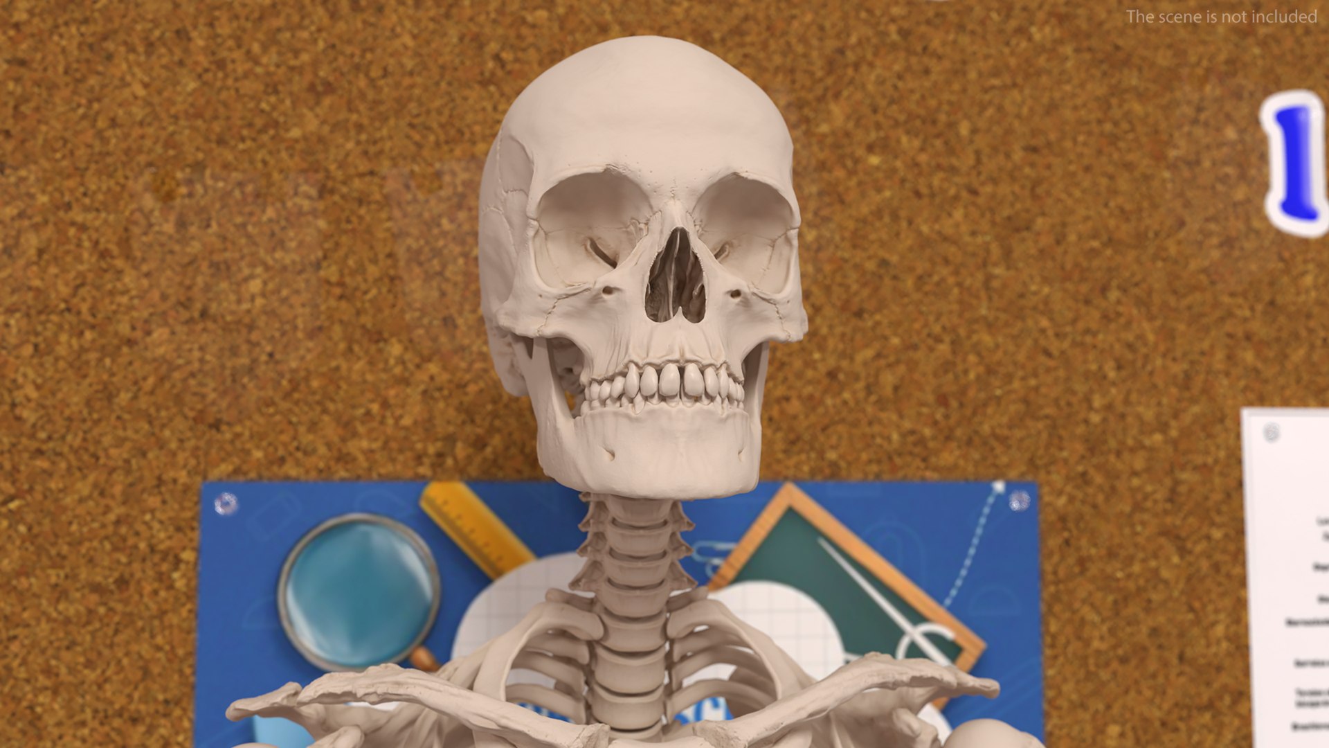 3D Human Female Skeleton Anatomy Rigged - TurboSquid 2386134