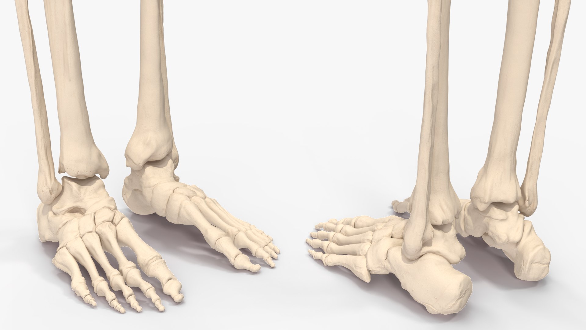 3D Human Female Skeleton Anatomy Rigged - TurboSquid 2386134