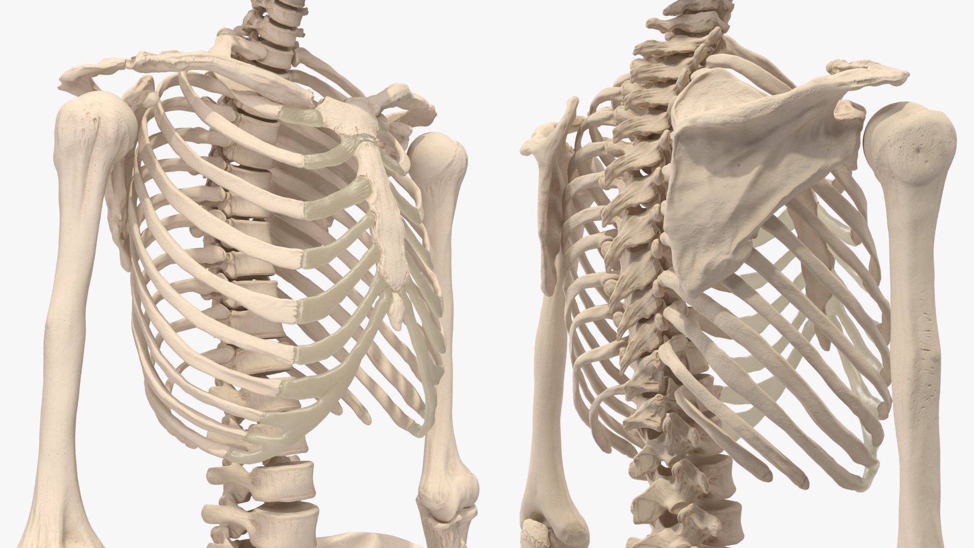 3D Human Female Skeleton Anatomy Rigged - TurboSquid 2386134