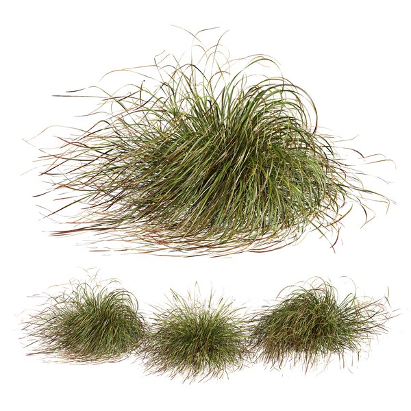 modèle 3D de Plantes HQ Stipa arundinacea Anemanthele lessoniana Windy ...